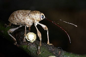 Curculio elephas