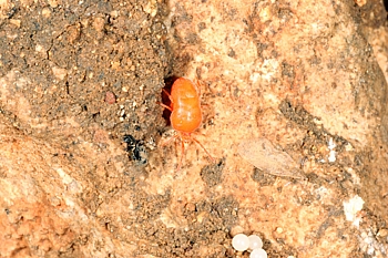 Eutrombidium rostratus