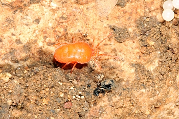 Eutrombidium rostratus