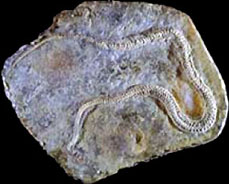 Extraits Ophidiens-Serpents