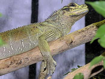 Hydrosaure Amboinensis