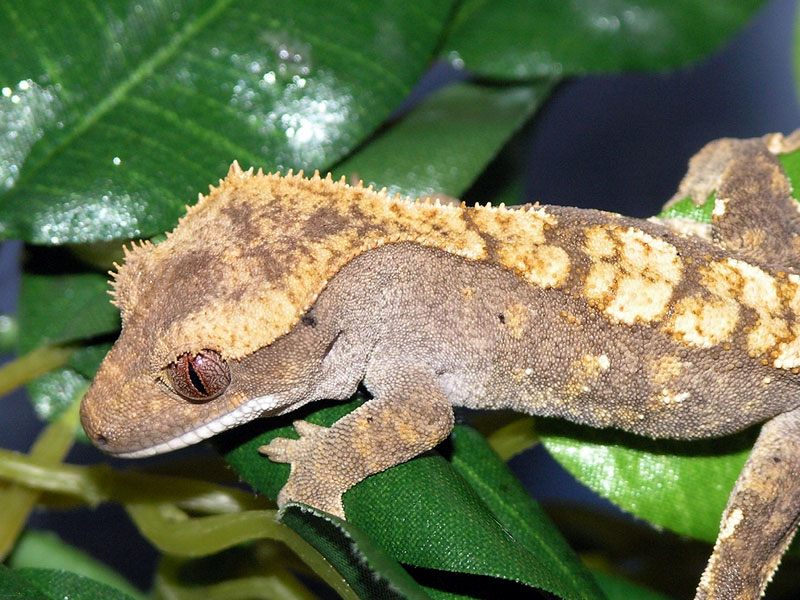 GECKO A CRETE - Rhacodactylus Ciliatus