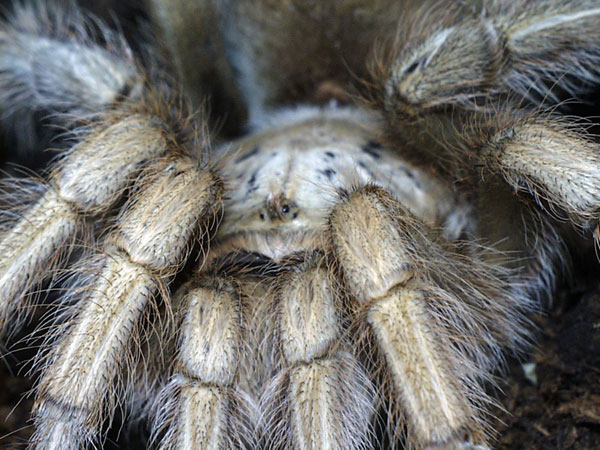 index [www.reptilis.org]