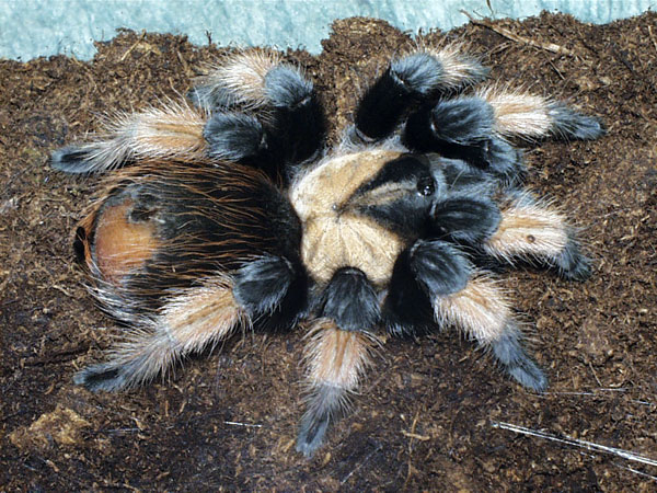 index [www.reptilis.org]