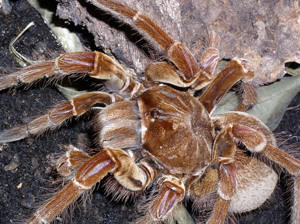 index [www.reptilis.org]