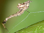 Uloborus plumipes