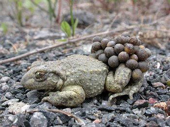 Alytes obbstetricans-Crapaud accoucheur