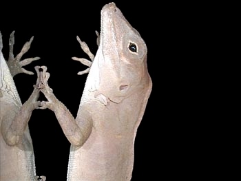 Anolis cybotes