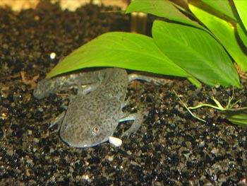 Guinness records 2207 Amphibiens - Reptiles