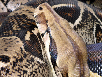 Boa constrictor imperator