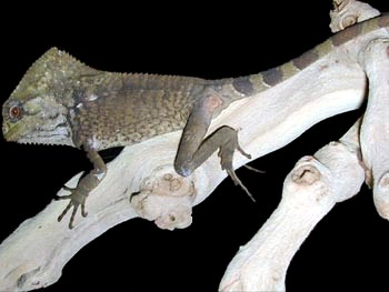 Corytophanes cristatus