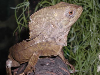 Corytophanes cristatus