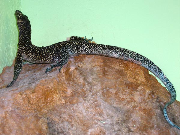 Timor Monitor