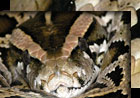 Python molurus bivittatus