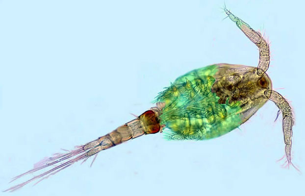 Copepode