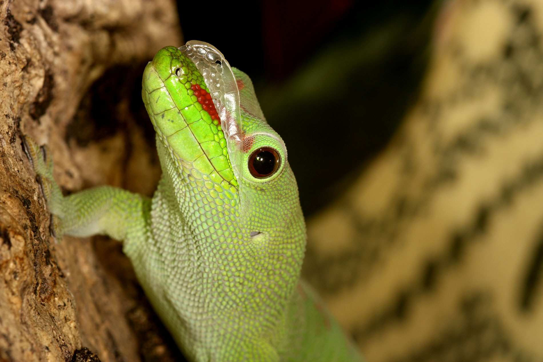 Phelsuma
