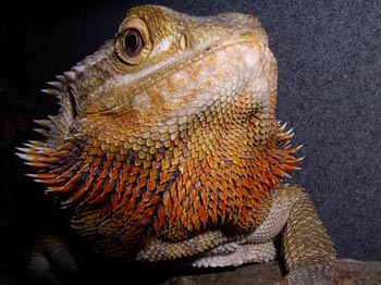 Pogona vitticeps