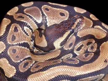 Python Regius