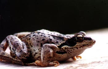 Rana temporaria-Grenouille rousse