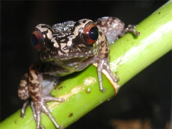 Rana signata signata