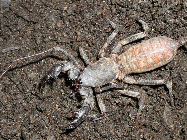 index [www.reptilis.org]